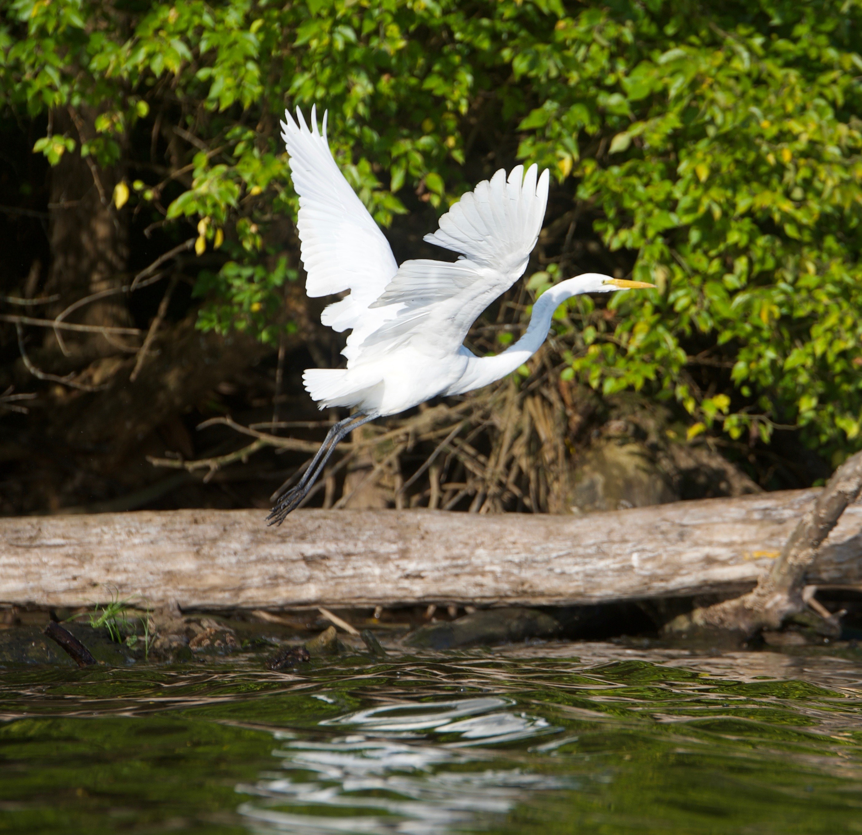 The Great Egret: Species Spotlight Issue #4 - JD HIKES