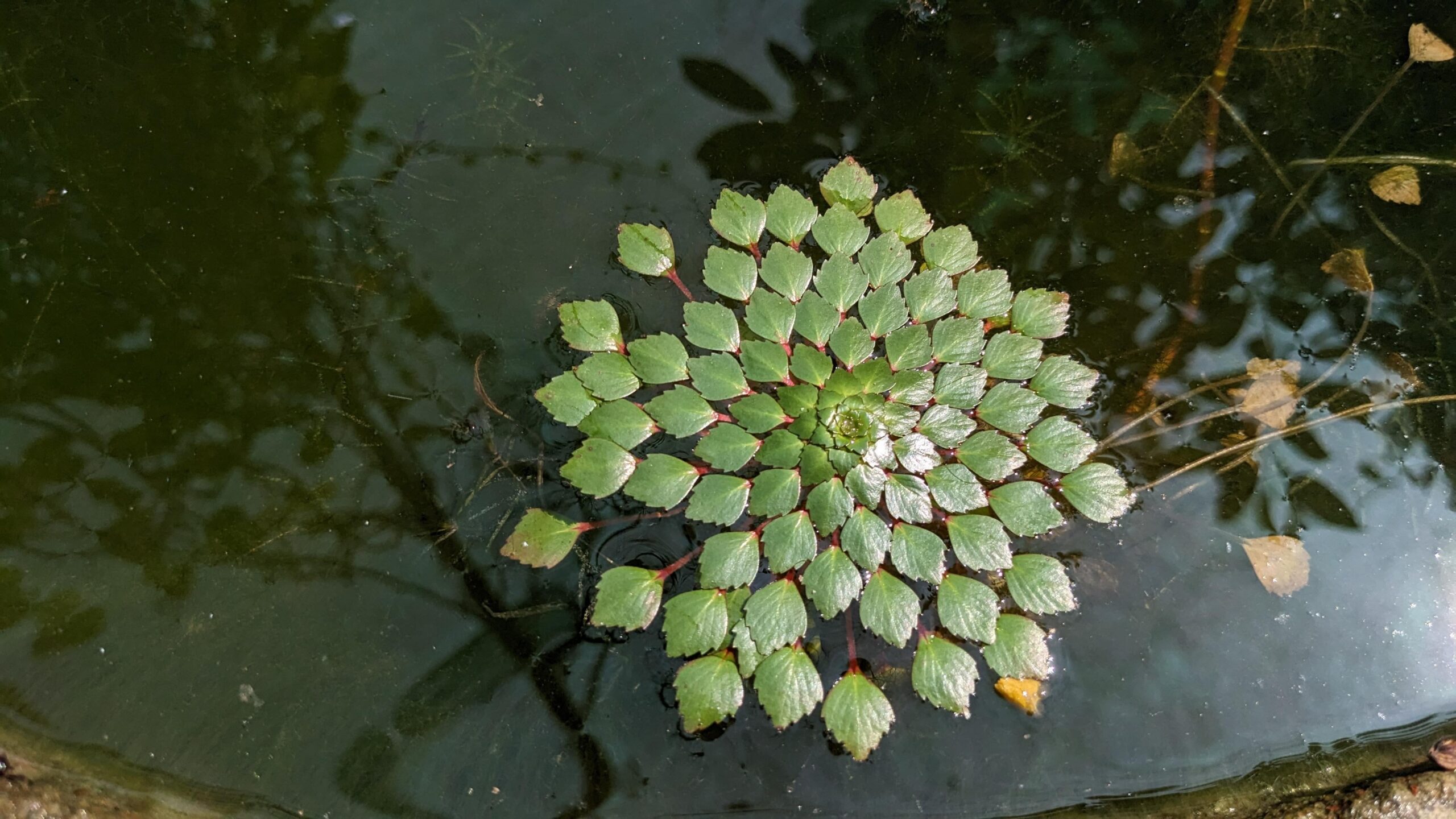 Invasive Water Chestnut: Species Spotlight #7 - JD HIKES