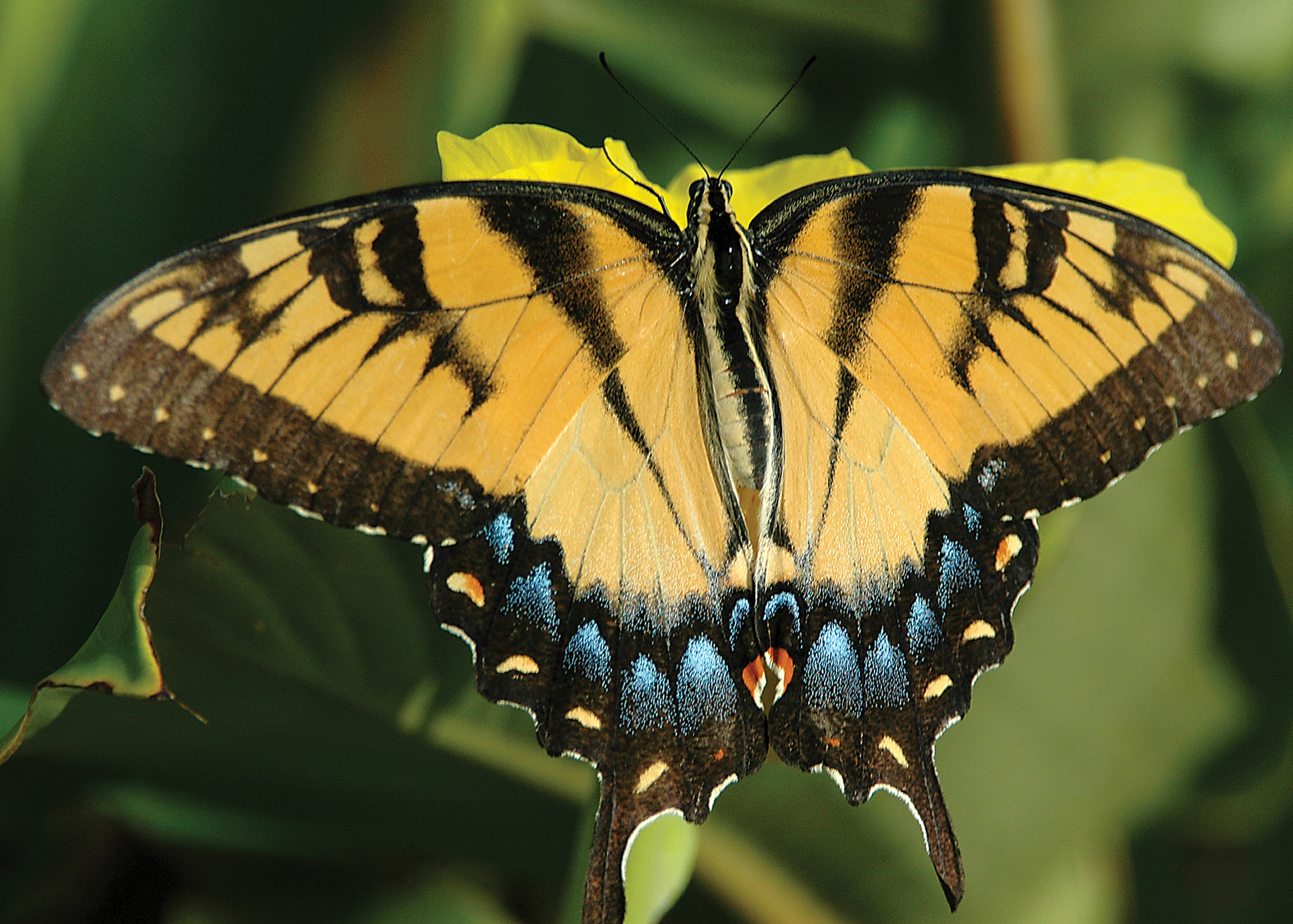 Eastern Tiger Swallowtail - Species Spotlight # 10 - JD HIKES